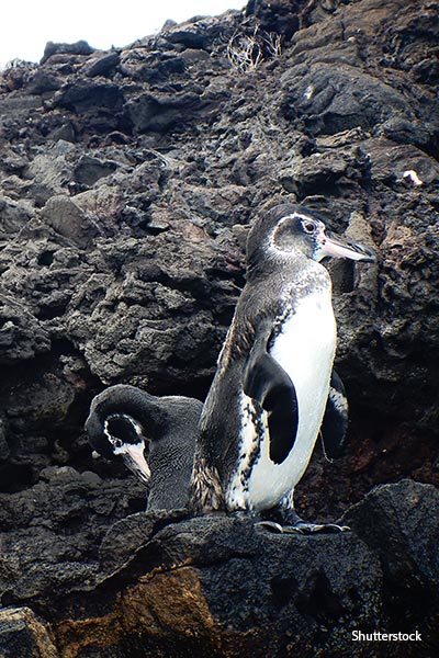 The great penguin rescue: an interview with "The Penguin Lady" who ...