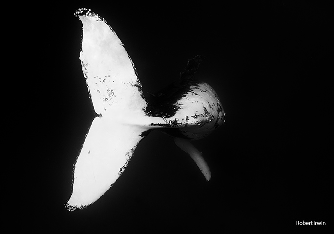 Bindi and Robert Irwin on wildlife conservation, animal encounters and ...