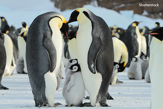 The great penguin rescue: an interview with "The Penguin Lady" who ...