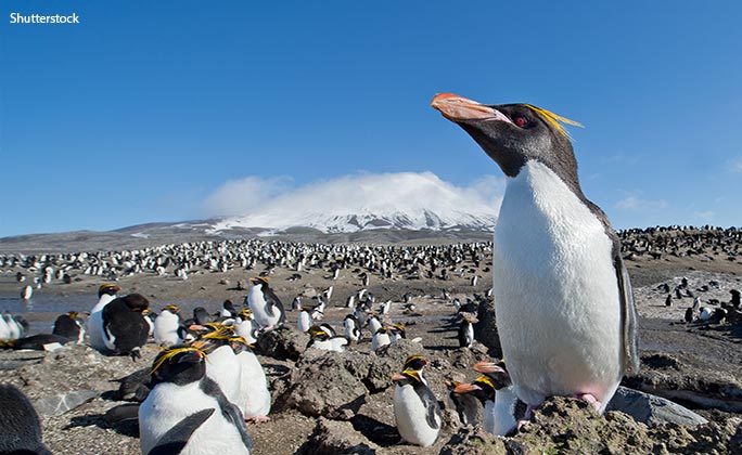 The great penguin rescue: an interview with "The Penguin Lady" who ...