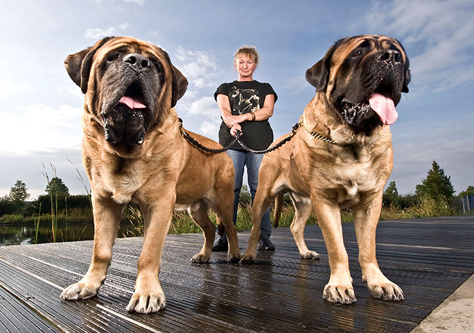 A history of the biggest and smallest dog breeds – from giant Great ...