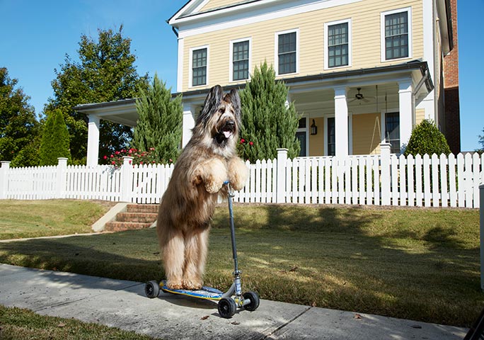 The talented dogs with superlative skills: could YOUR pooch's top trick ...