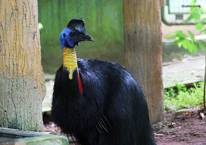 Why the cassowary is the world's most dangerous bird | Guinness World ...