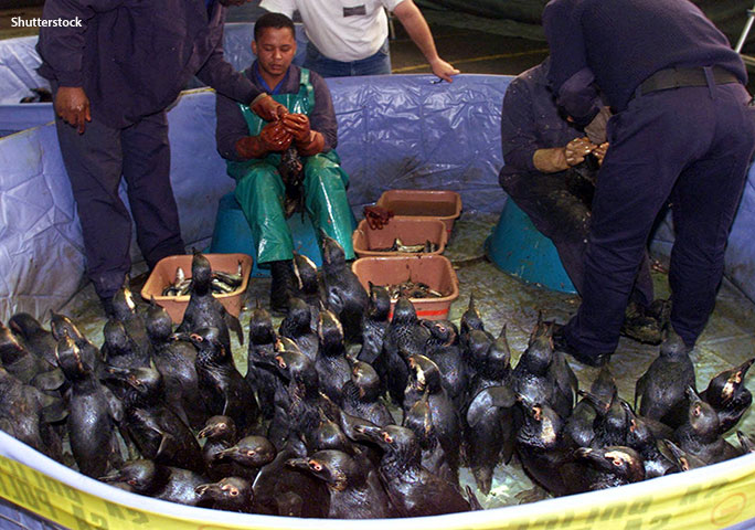 The great penguin rescue: an interview with "The Penguin Lady" who ...