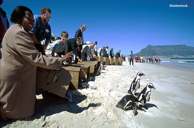 The great penguin rescue: an interview with "The Penguin Lady" who ...