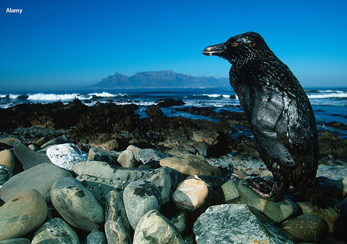 The great penguin rescue: an interview with "The Penguin Lady" who ...