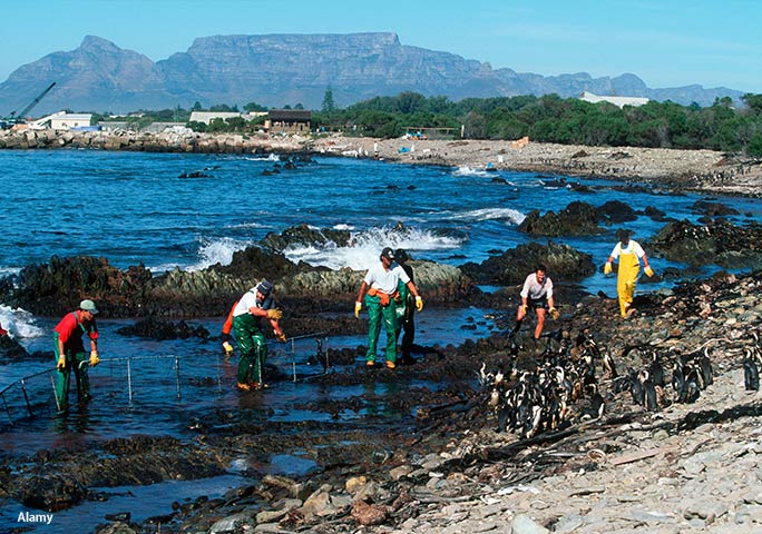 The great penguin rescue: an interview with "The Penguin Lady" who ...