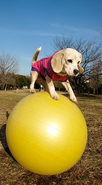 The talented dogs with superlative skills: could YOUR pooch's top trick ...