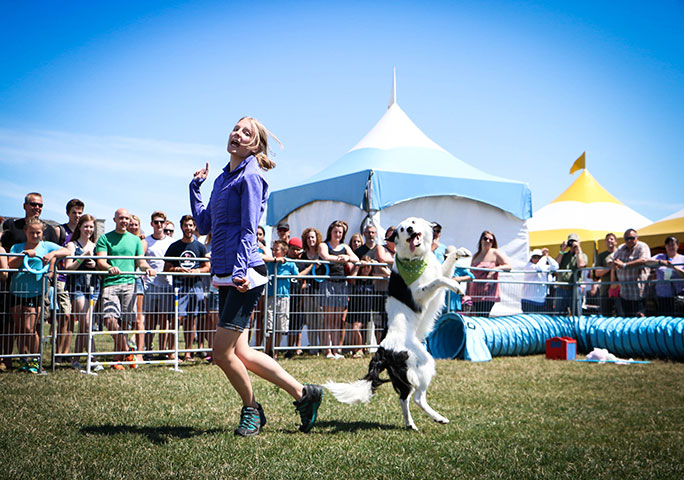 The talented dogs with superlative skills: could YOUR pooch's top trick ...