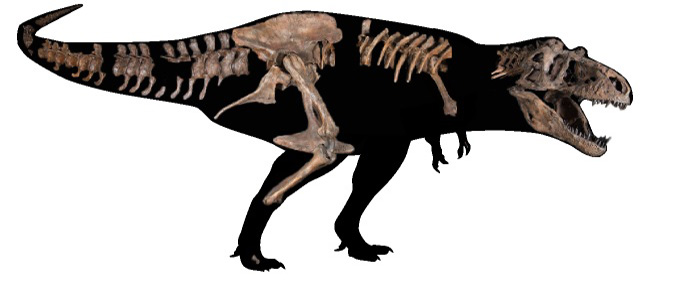 Scotty: the dinosaur skeleton which is a contender for the largest T ...