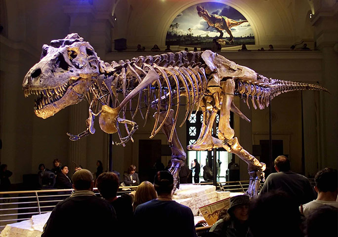 Scotty: the dinosaur skeleton which is a contender for the largest T ...