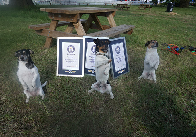 Meet the new RECORD BARKERS! Five canine records smashed at DogFest ...