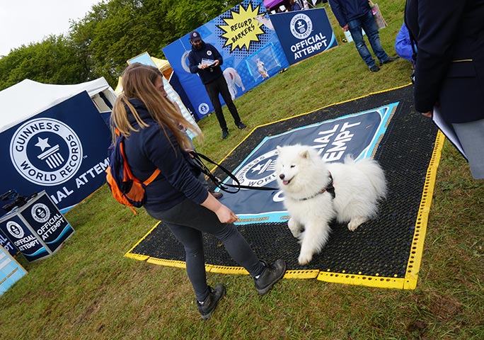Meet the new RECORD BARKERS! Five canine records smashed at DogFest ...