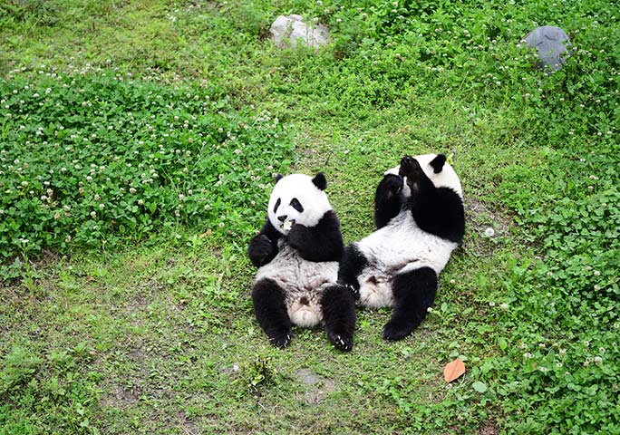 Twin pandas born in China make history in conservation first | Guinness ...