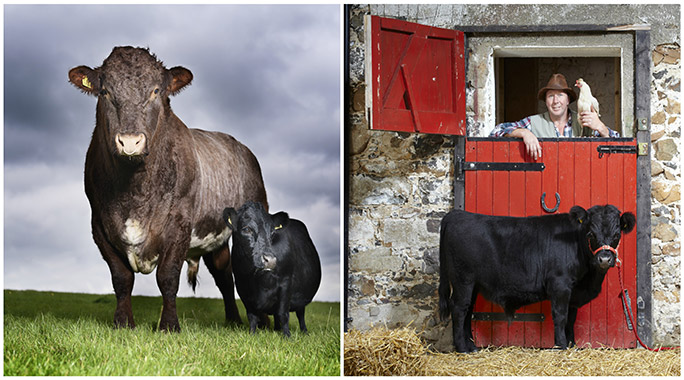 Humphrey - the world’s shortest bull who is only 67 cm tall | Guinness ...