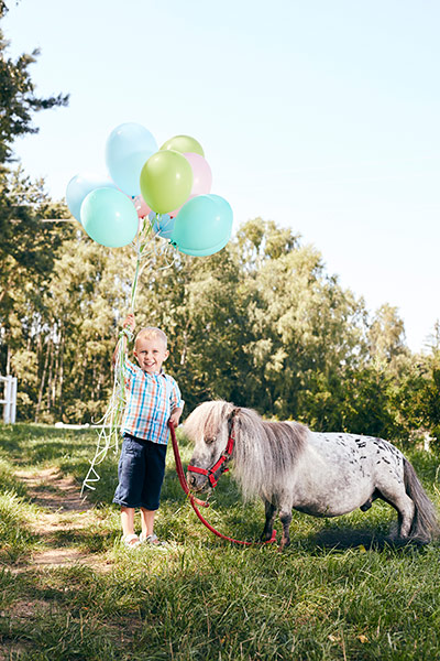 Meet the smallest horse in the world that's shorter than a greyhound ...