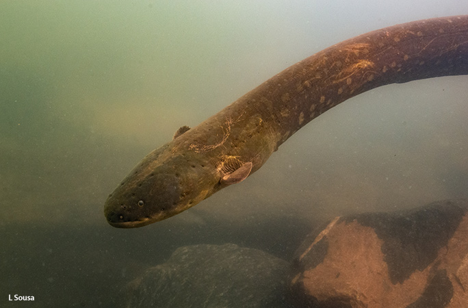 Amazon shocker: new electric eel stuns the world with its off-the-chart ...