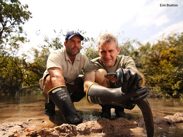 Amazon shocker: new electric eel stuns the world with its off-the-chart ...