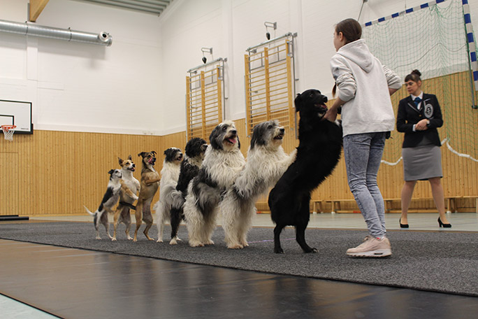 Alexa Lauenburger: the wunderkind who taught dogs to conga and more ...