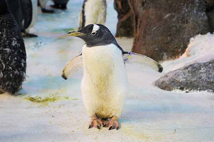 41-year-old penguin from Danish zoo breaks record with her ...