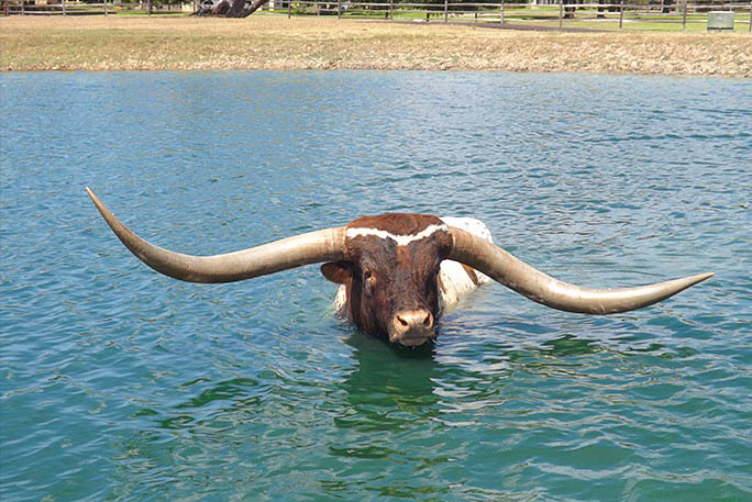 Texas bull breaks record for having world's longest horn spread ...