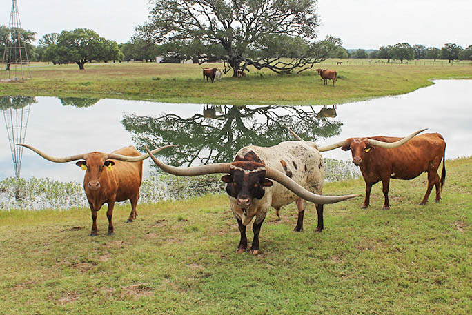 Texas bull breaks record for having world's longest horn spread ...