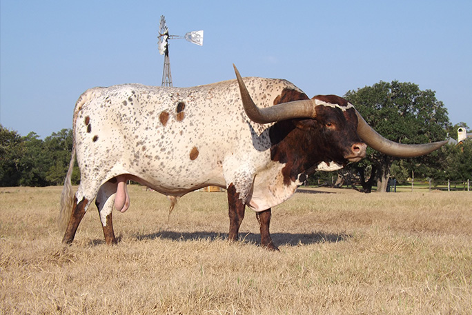 Texas bull breaks record for having world's longest horn spread ...