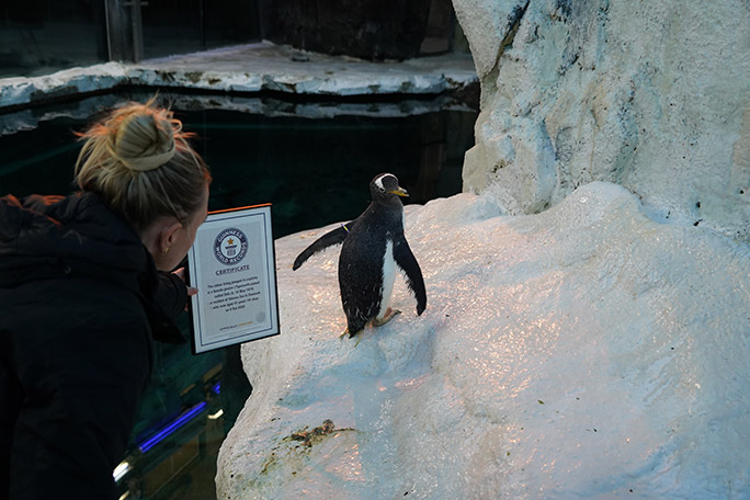 41-year-old penguin from Danish zoo breaks record with her ...
