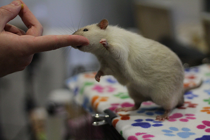 “We’re the rat people!”: a GWR Valentine’s Day tale of rodents, records ...