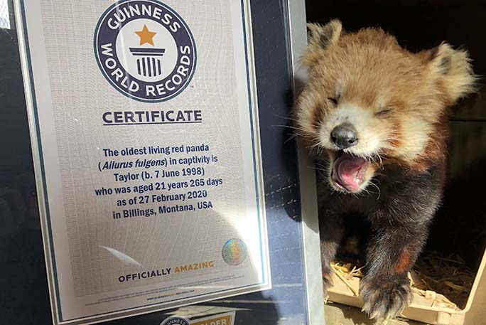 Remembering Taylor: The world’s oldest red panda | Guinness World Records