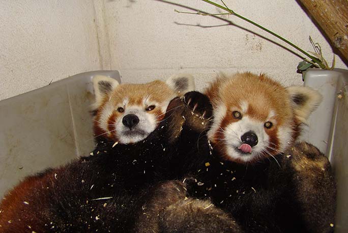Remembering Taylor: The world’s oldest red panda | Guinness World Records