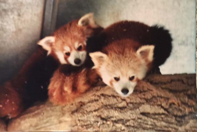 Remembering Taylor: The world’s oldest red panda | Guinness World Records
