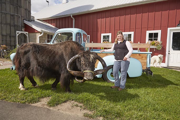 Yak with the longest horns pokes his way into Guinness World Records ...