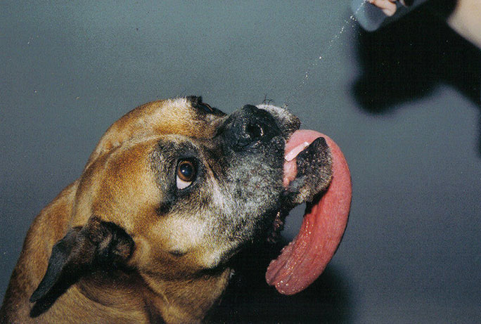 Farewell Mochi: Dog with longest tongue in the world passes away ...