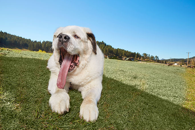 Farewell Mochi: Dog with longest tongue in the world passes away ...