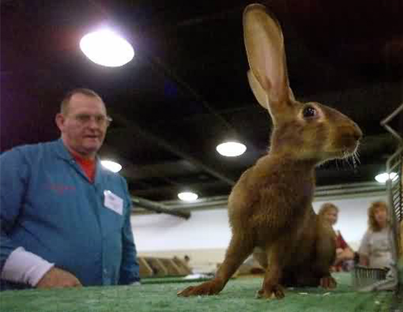 World's oldest animals: cats, dogs, deep sea creatures and more ...