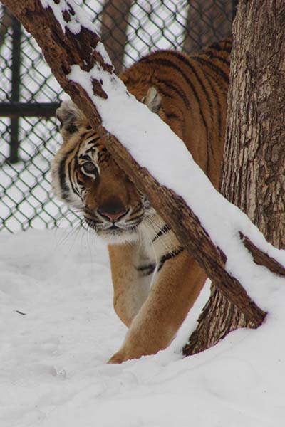 Bengali the tiger is confirmed as the world’s oldest in captivity ...