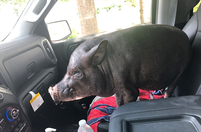 23-year-old pig, Baby Jane, becomes oldest in captivity ever | Guinness ...