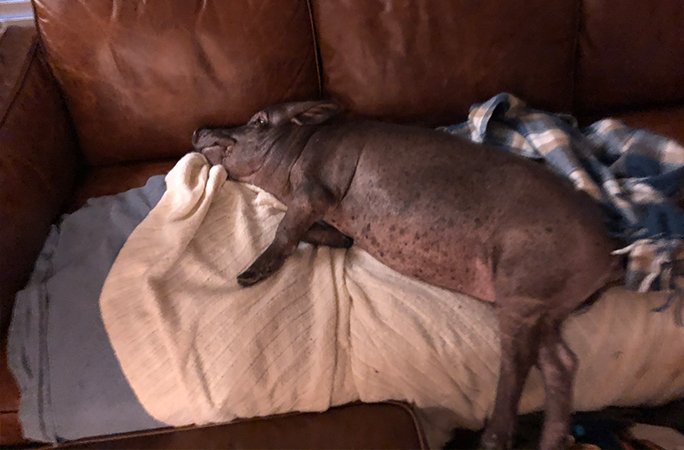 23-year-old pig, Baby Jane, becomes oldest in captivity ever | Guinness ...