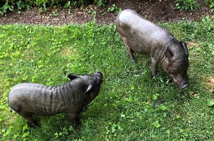 23-year-old pig, Baby Jane, becomes oldest in captivity ever | Guinness ...