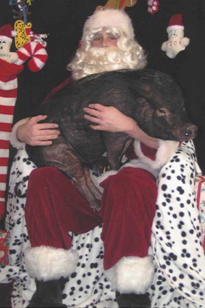 23-year-old pig, Baby Jane, becomes oldest in captivity ever | Guinness ...