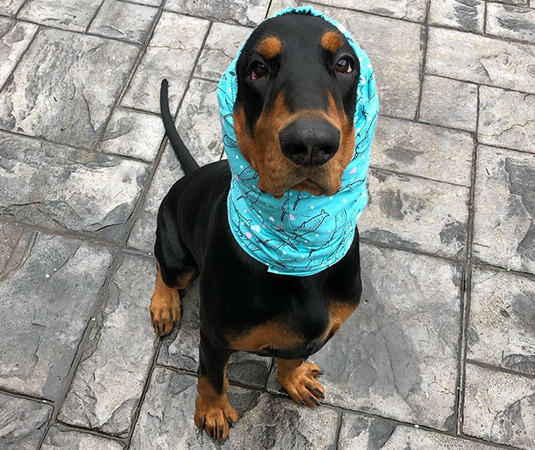 Lou the coonhound breaks record for longest ears on a dog | Guinness ...