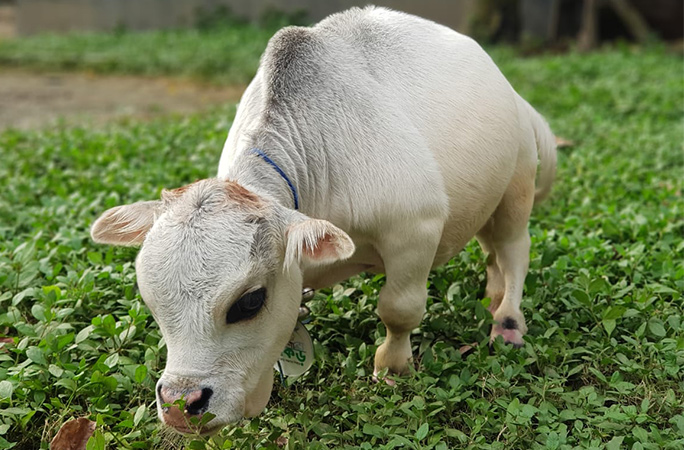 Rani, the shortest cow ever at just 20 inches tall, passes away ...