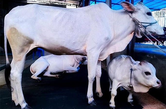 Rani, the shortest cow ever at just 20 inches tall, passes away ...