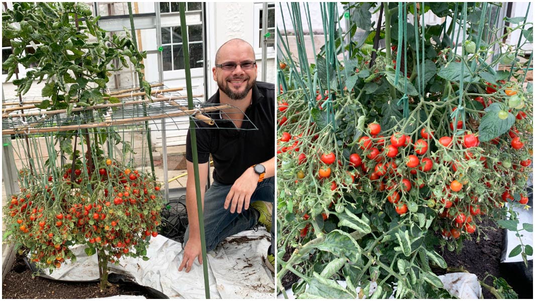 UK gardener grows 1,269 tomatoes on one stem breaking his own record