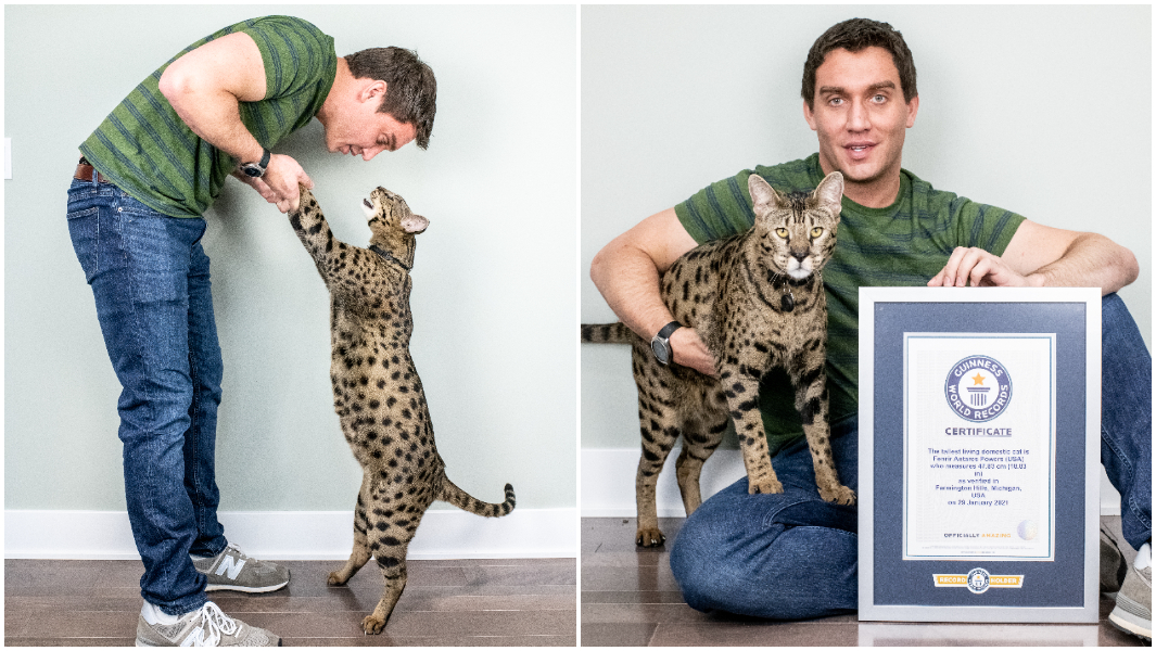 World’s tallest living domestic cat confirmed as Fenrir the Savannah