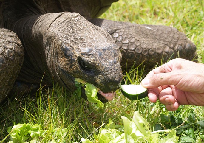 190-year-old Jonathan becomes world's oldest tortoise ever | Guinness ...