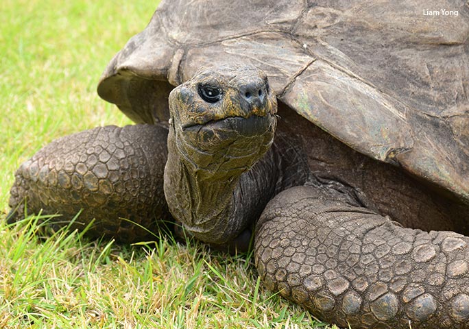190-year-old Jonathan becomes world's oldest tortoise ever | Guinness ...