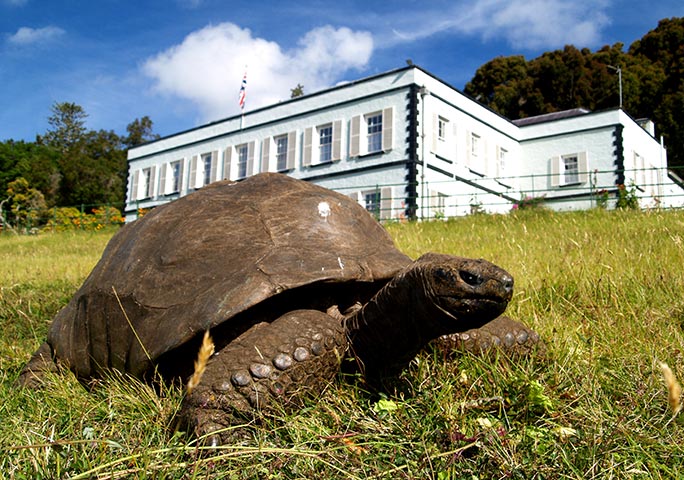 190-year-old Jonathan becomes world's oldest tortoise ever | Guinness ...