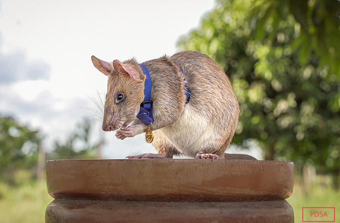 Magawa, the mine-detecting "hero rat", dies aged 8 | Guinness World Records